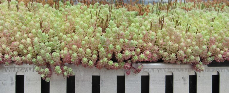 Wallbarn M-Tray® Sedum Green Roof Module - Wallbarn