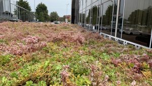 Why Are Modular Green Roofs So Effective At Helping With The Retention ...