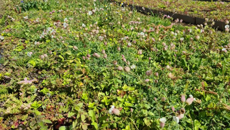 wildflower-post-flowering-campion - Wallbarn