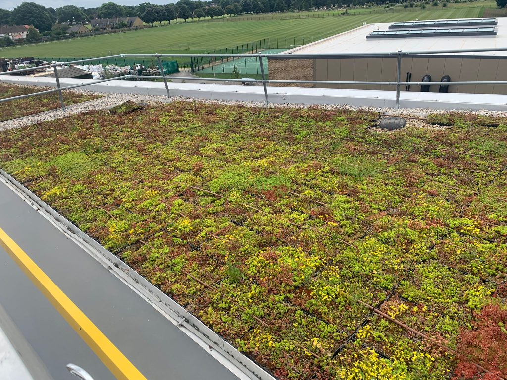 How Can Green Roofs Contribute Biodiversity Net Gain? - Wallbarn