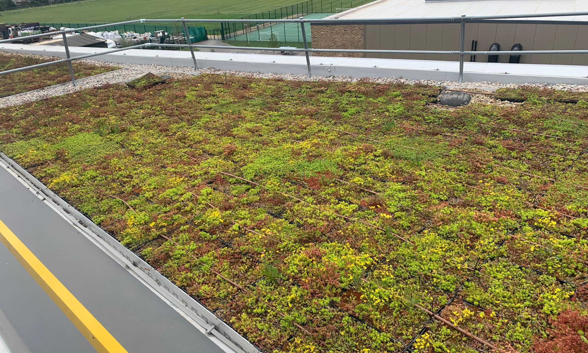 wildflower green roof Archives - Wallbarn